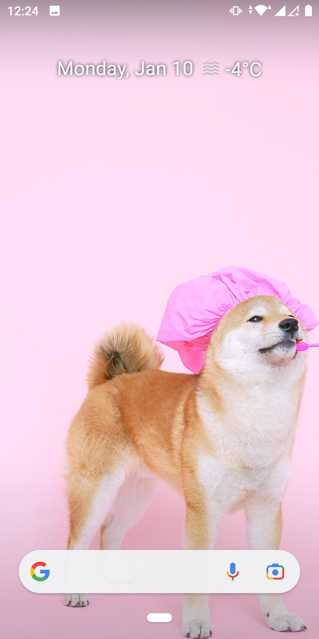 Shiba Inu Video Live Wallpaper'yı PC'ye indirin | GameLoop Yetkilisi