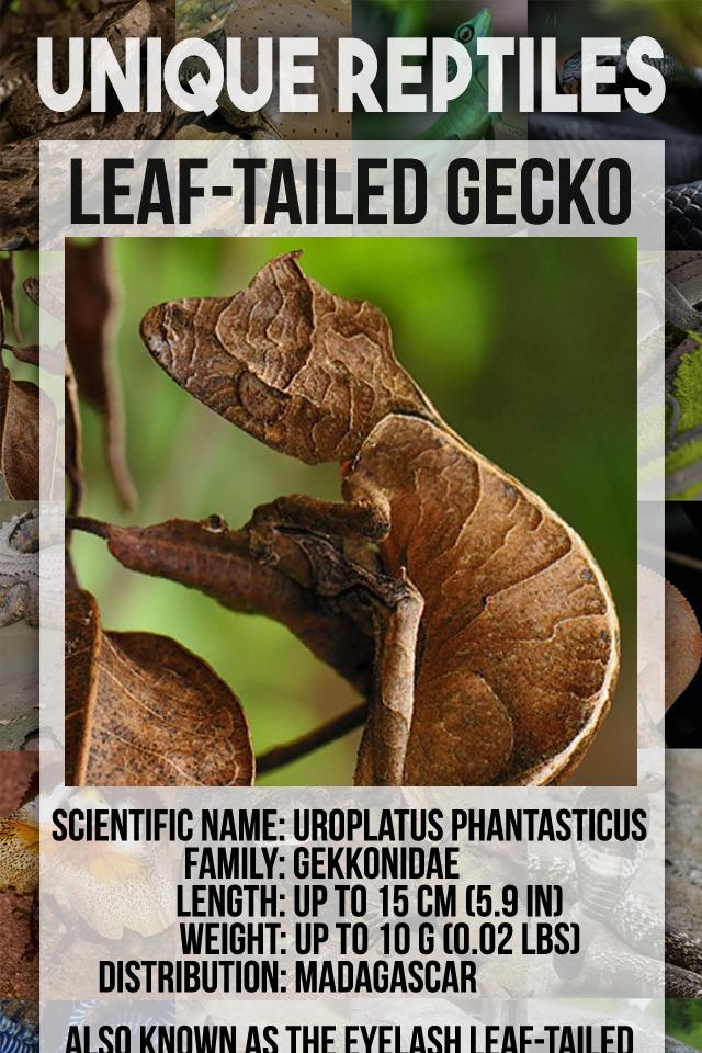 在電腦上下載Reptile Animal Encyclopedia | GameLoop官方網站