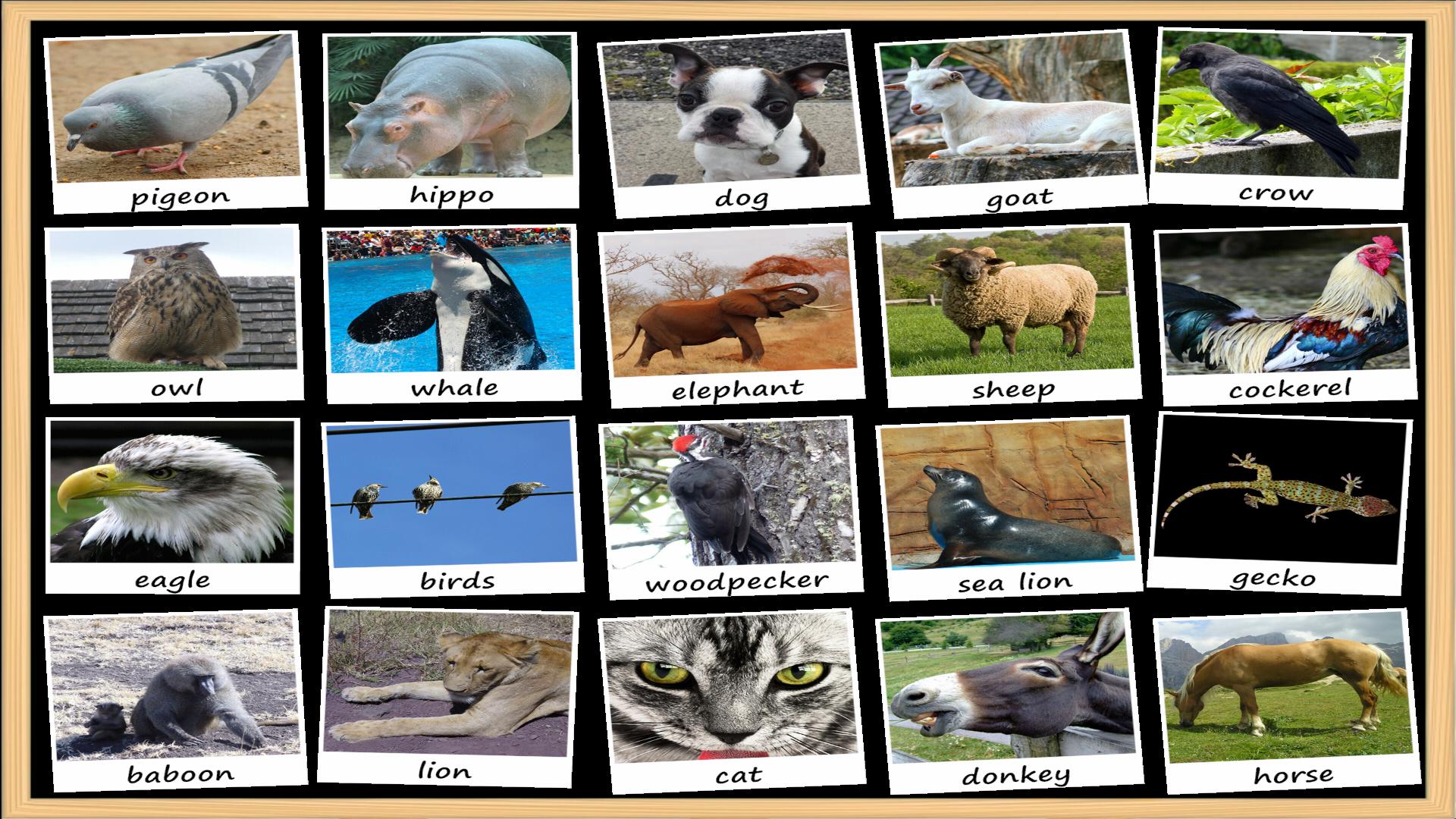 Download Animal Sounds Soundboard android on PC