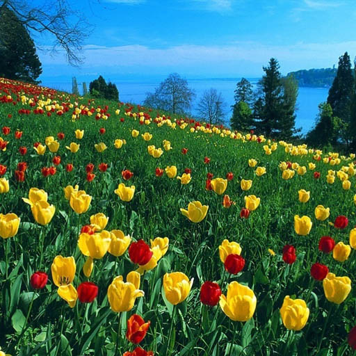 Download 8000 Nature Wallpapers 2023 android on PC