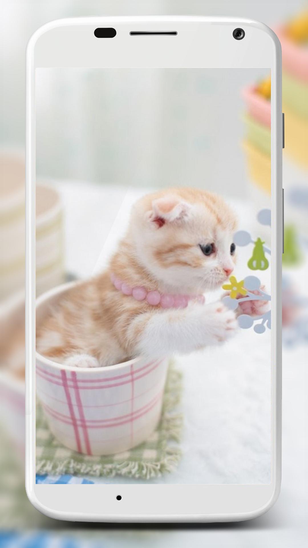 تنزيل Cute Cats Wallpaper على جهاز الكمبيوتر | مسؤول GameLoop