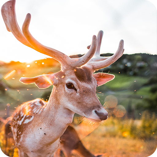 Download Deer Wallpapers android on PC