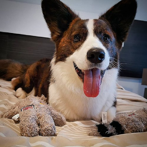 Download My great dog CI CD Flutter Dem android on PC