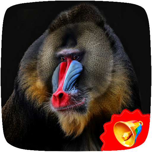 Download Baboon Sounds android on PC