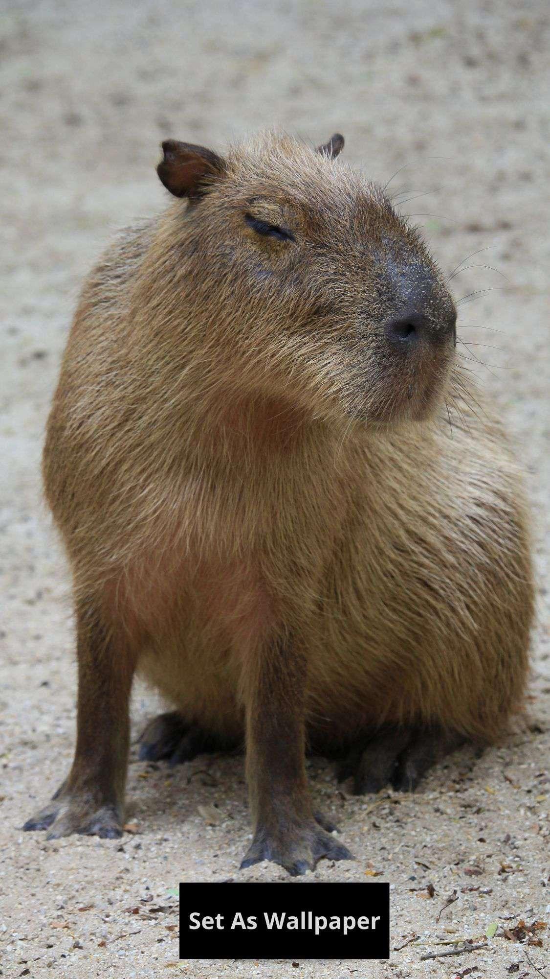Download Capybara wallpaper android on PC