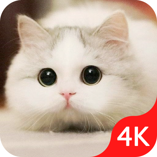 Muat turun Cute Cat Wallpaper Live HD pada PC | GameLoop Official