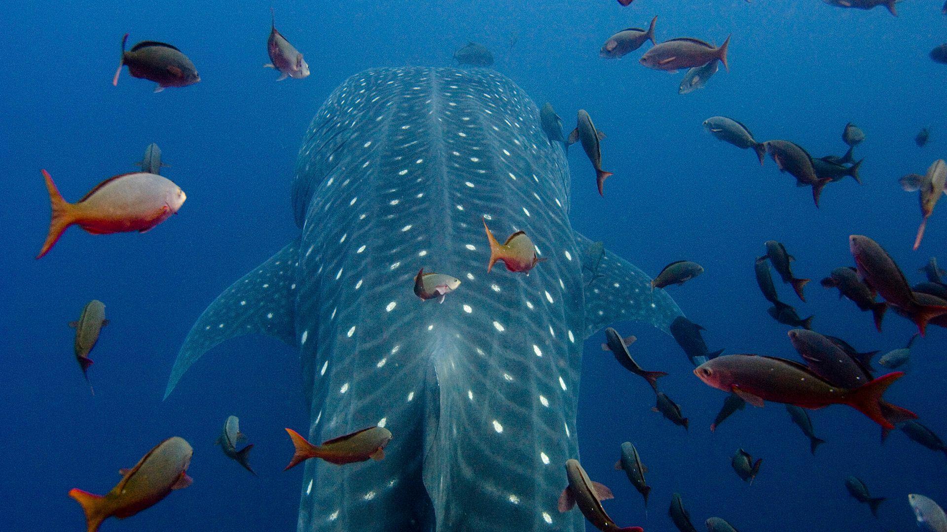 Descargar Whale Shark. Wallpapers en PC | GameLoop Oficial