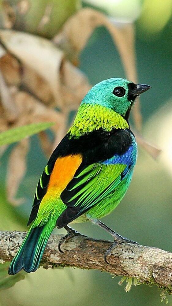 在電腦上下載Green headed tanager Bird wallpapers hd | GameLoop官方網站