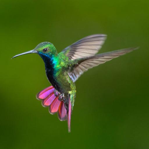 Download Hummingbird Wallpapers HD android on PC