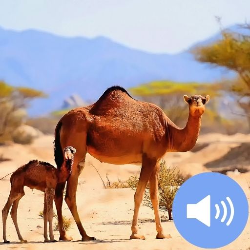 Download Camel Sounds and Wallpapers android on PC