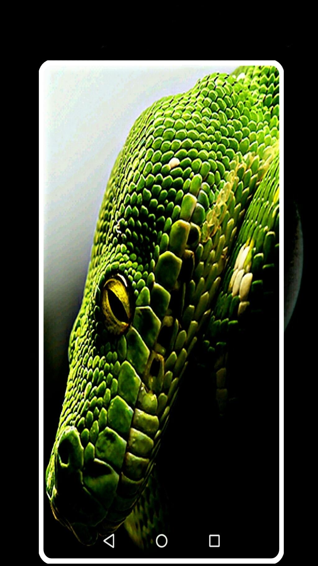 Baixe papel de parede cobra HD no PC | Oficial GameLoop