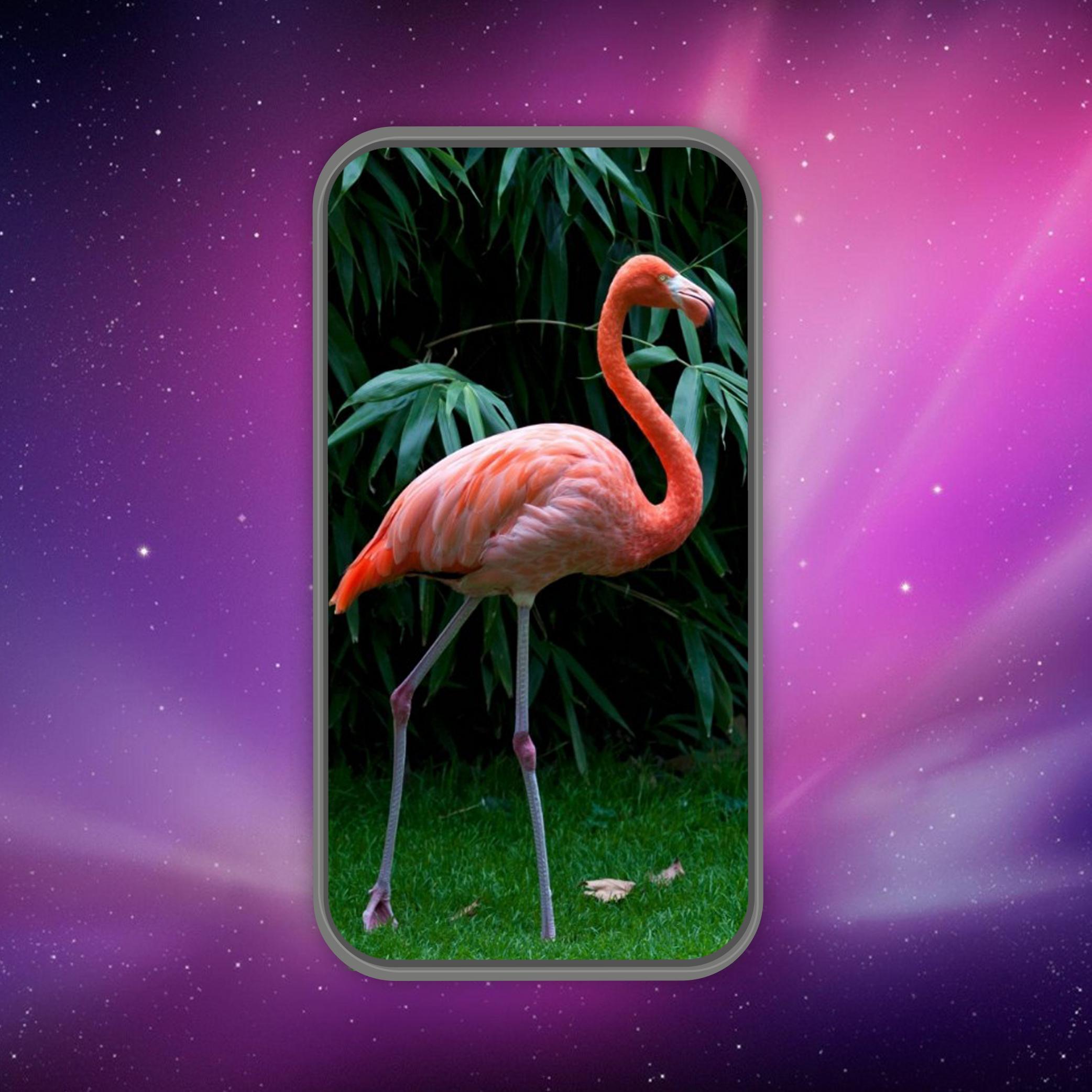 تنزيل Flamingo Wallpaper HD على جهاز الكمبيوتر | مسؤول GameLoop