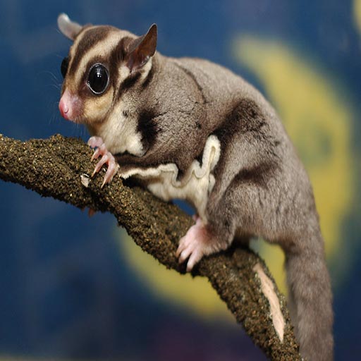 Download Sugar Glider Wallpaper android on PC