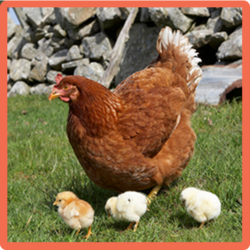 Download Hen Memory Game android on PC